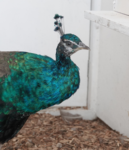 Pauwen | Dorpsboerderij Nieuwkoop