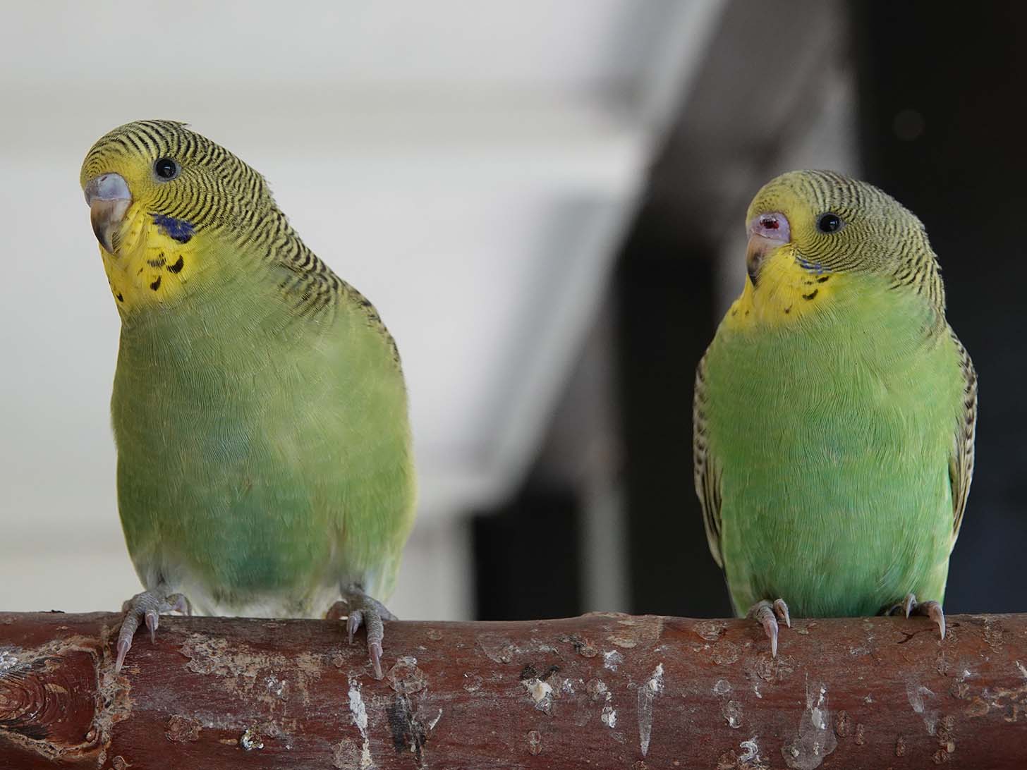 Grasparkieten | Dorpsboerderij Nieuwkoop