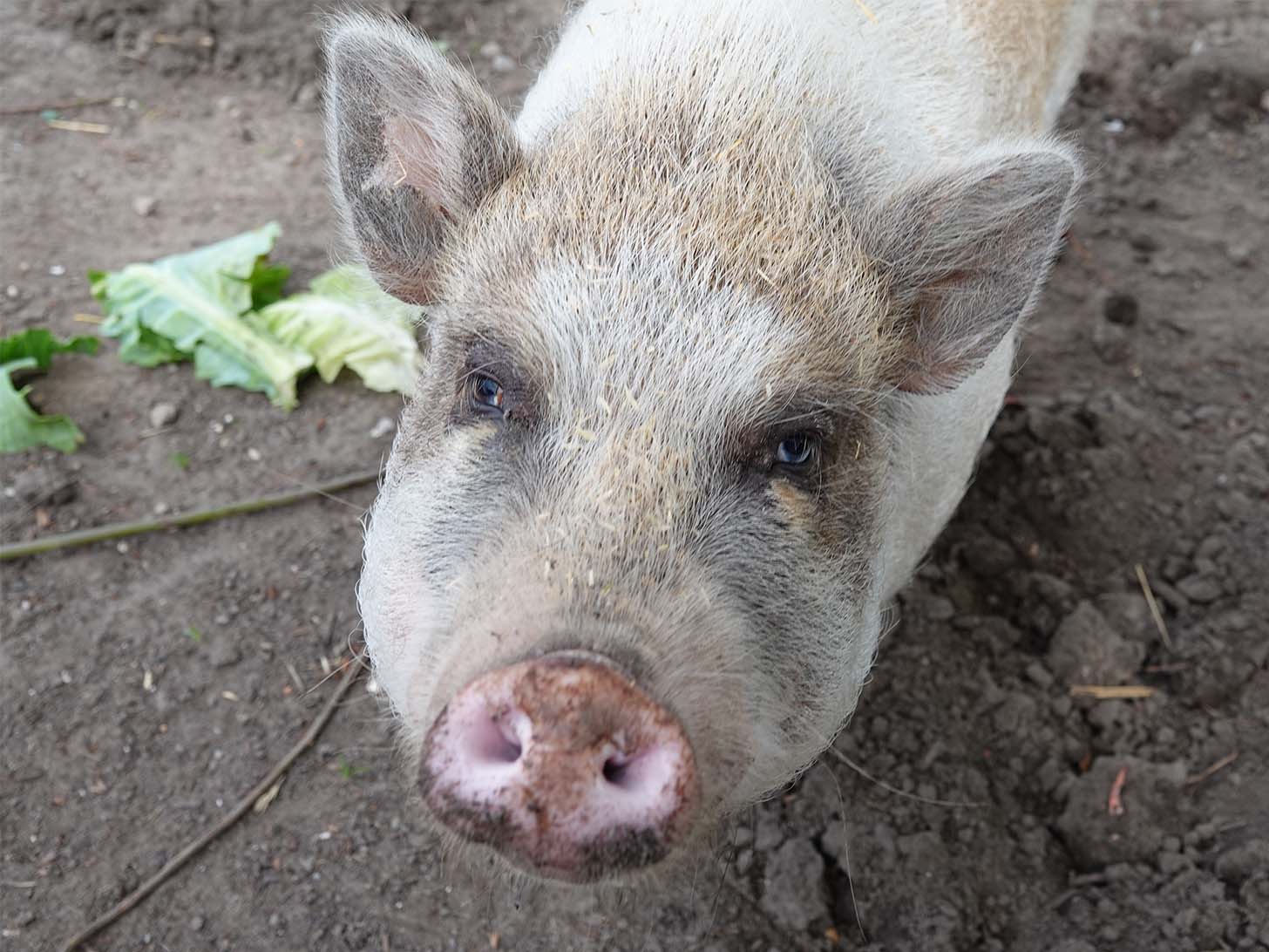 Varkens | Dorpsboerderij Nieuwkoop