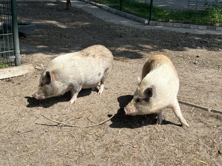 Varkens | Dorpsboerderij Nieuwkoop